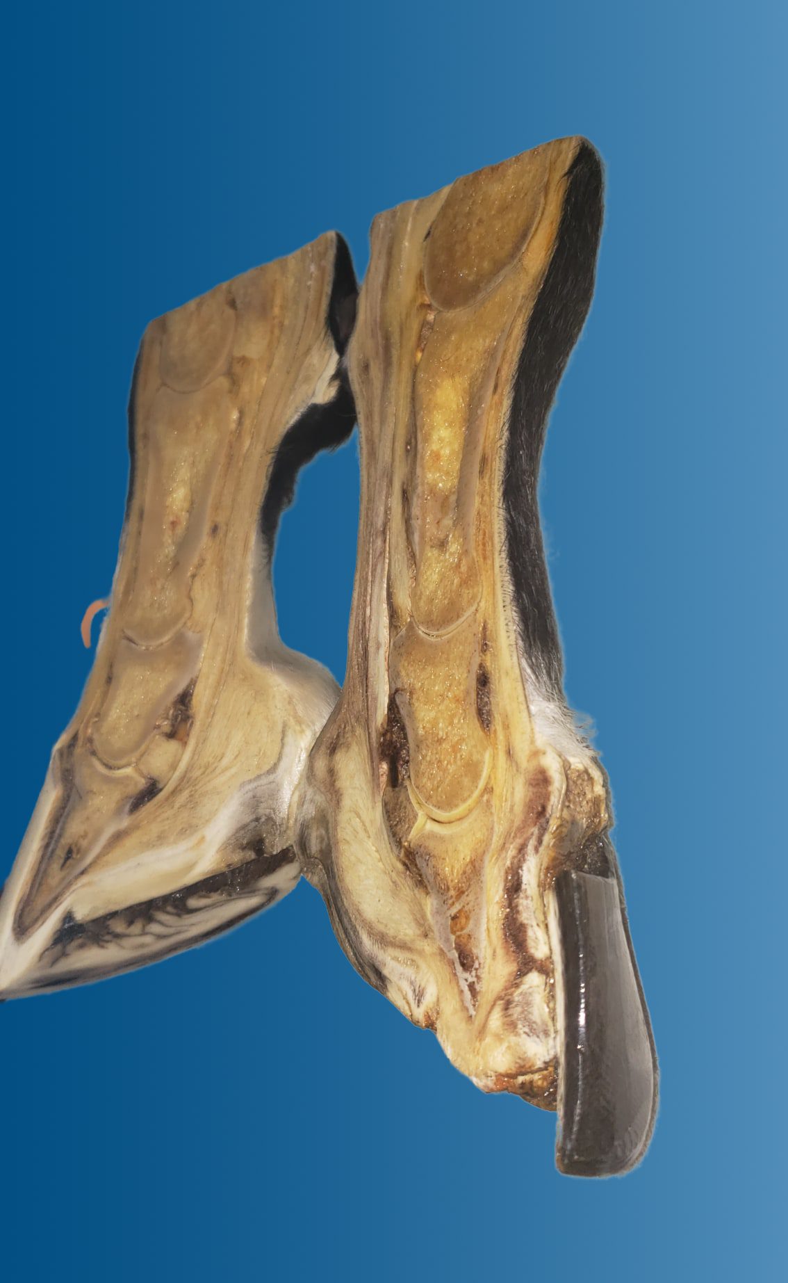 Anatomy of a horse’s foot – Native American Horse Education Foundation