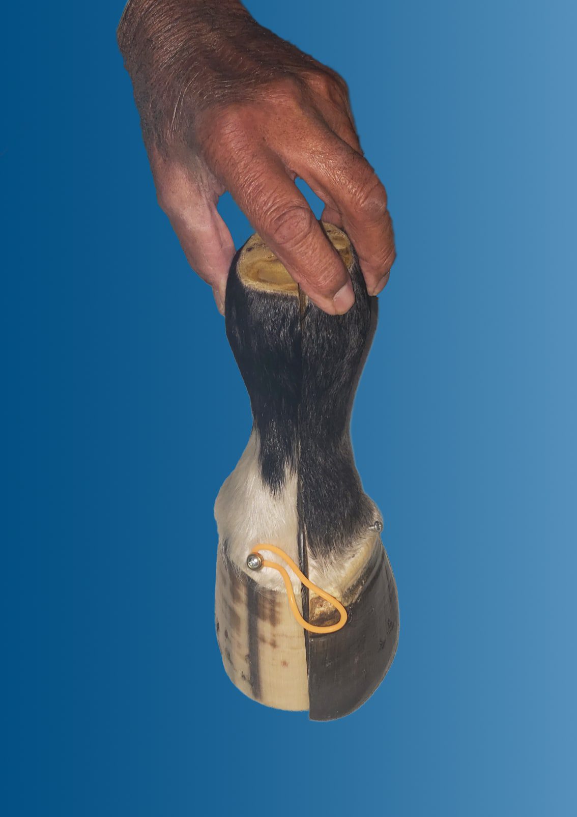 Anatomy of a horse’s foot – Native American Horse Education Foundation