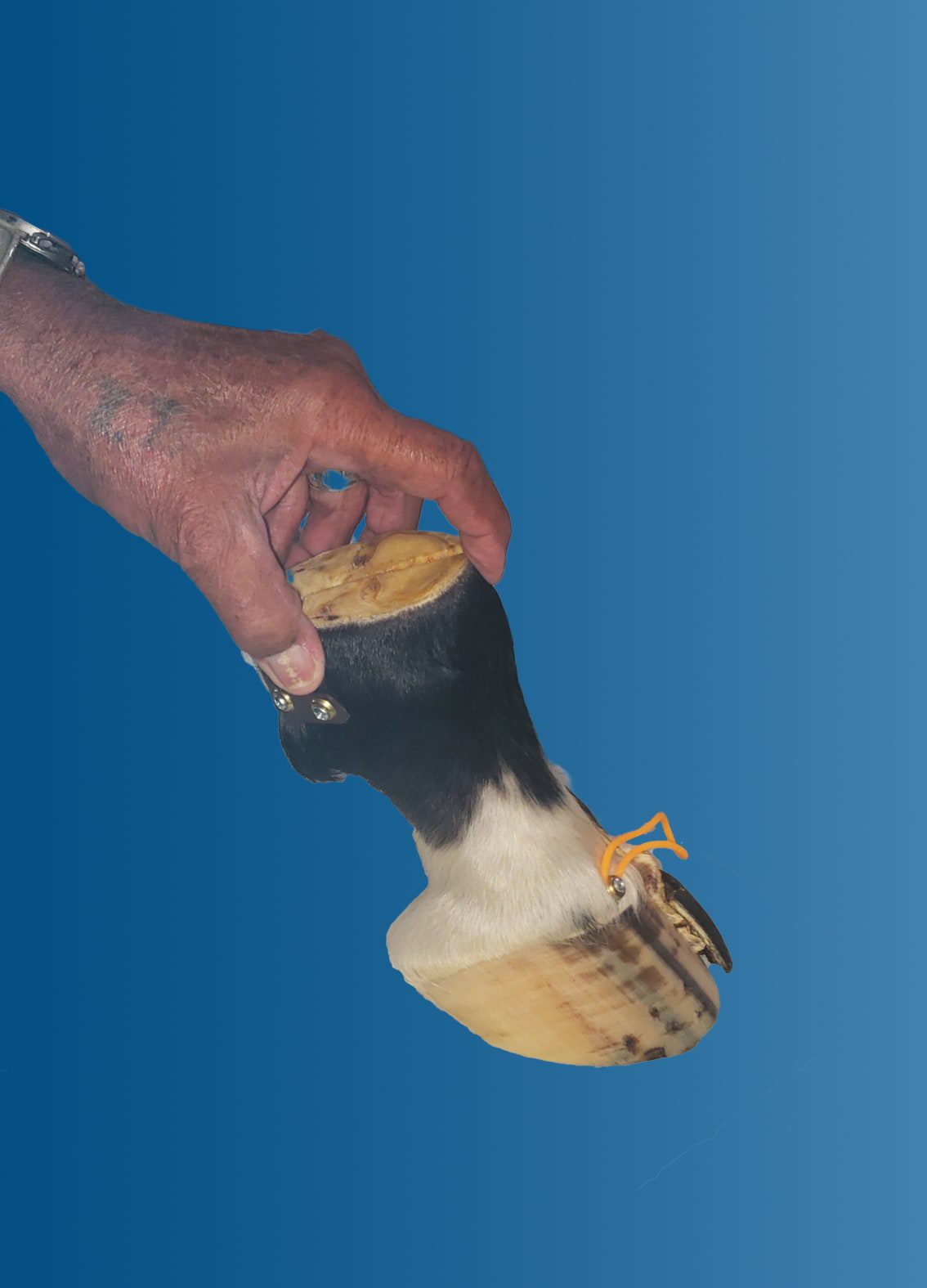 Anatomy of a horse’s foot – Native American Horse Education Foundation
