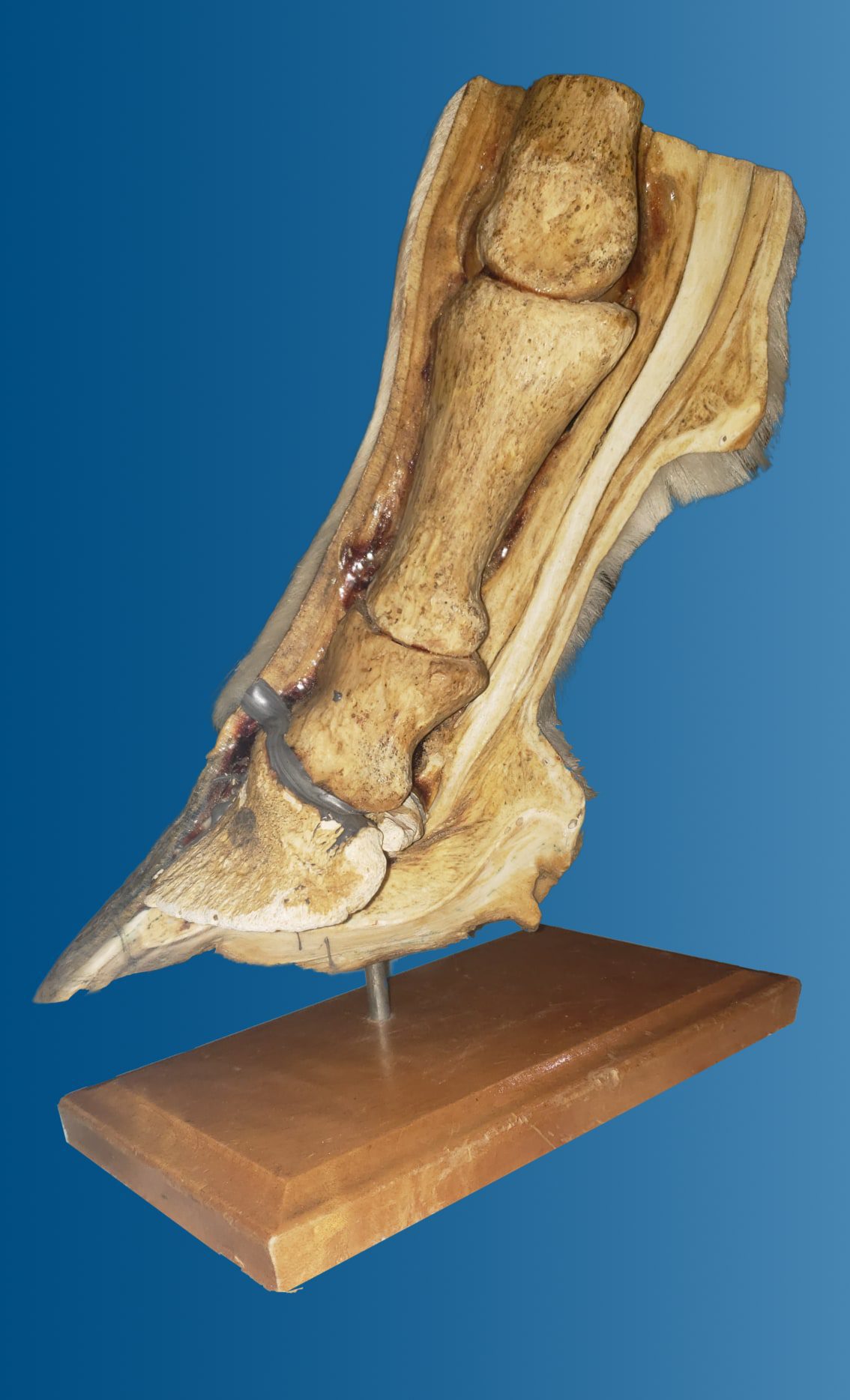 Anatomy of a horse’s foot – Native American Horse Education Foundation