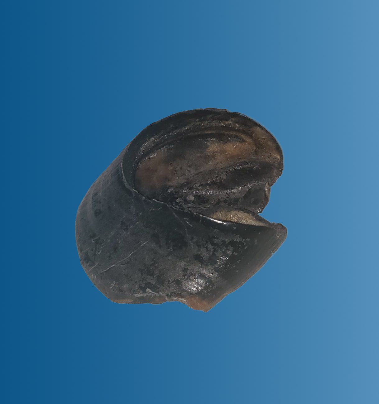 Anatomy of a horse’s foot – Native American Horse Education Foundation